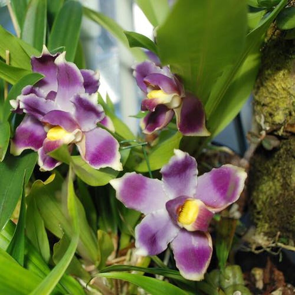 12 Popular Types of Blue Orchids with Meaning