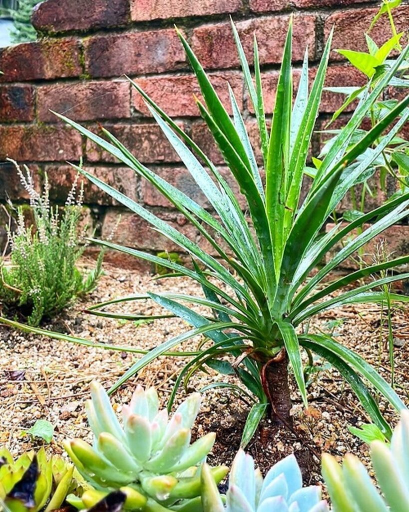 24 Stunning Yucca Plant Varieties for Your Garden Paradise