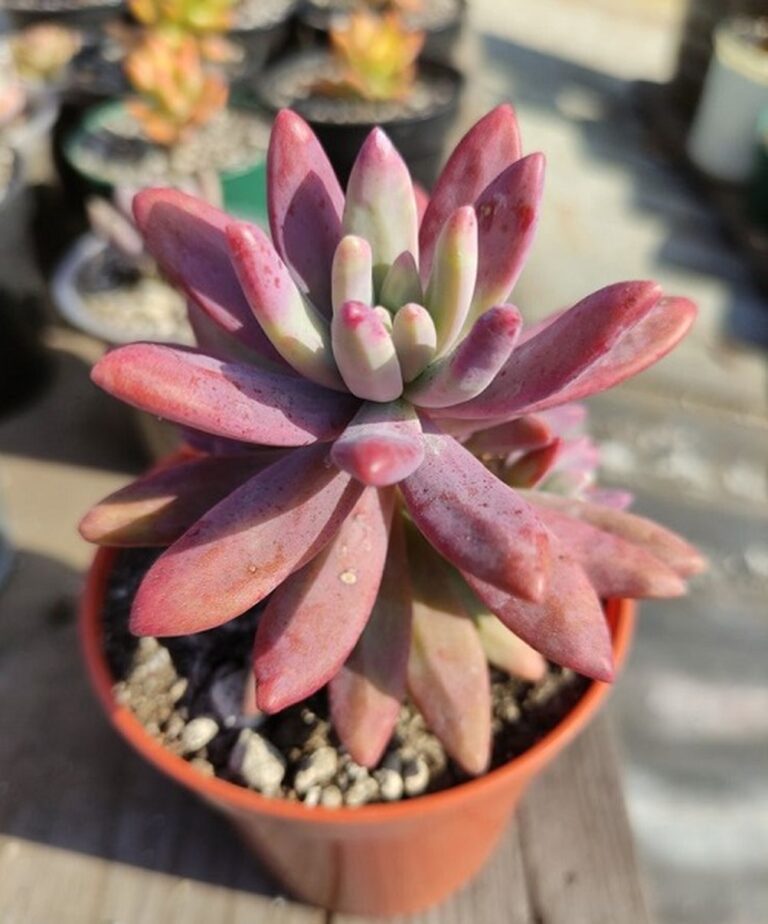 8 Fascinating Graptosedum Varieties for Your Succulent Garden