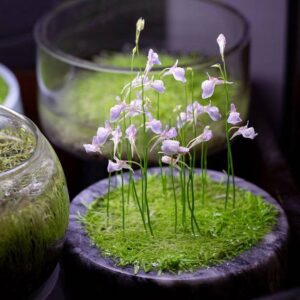 10 Stunning Floating Flowers That Float in Water Beautifully
