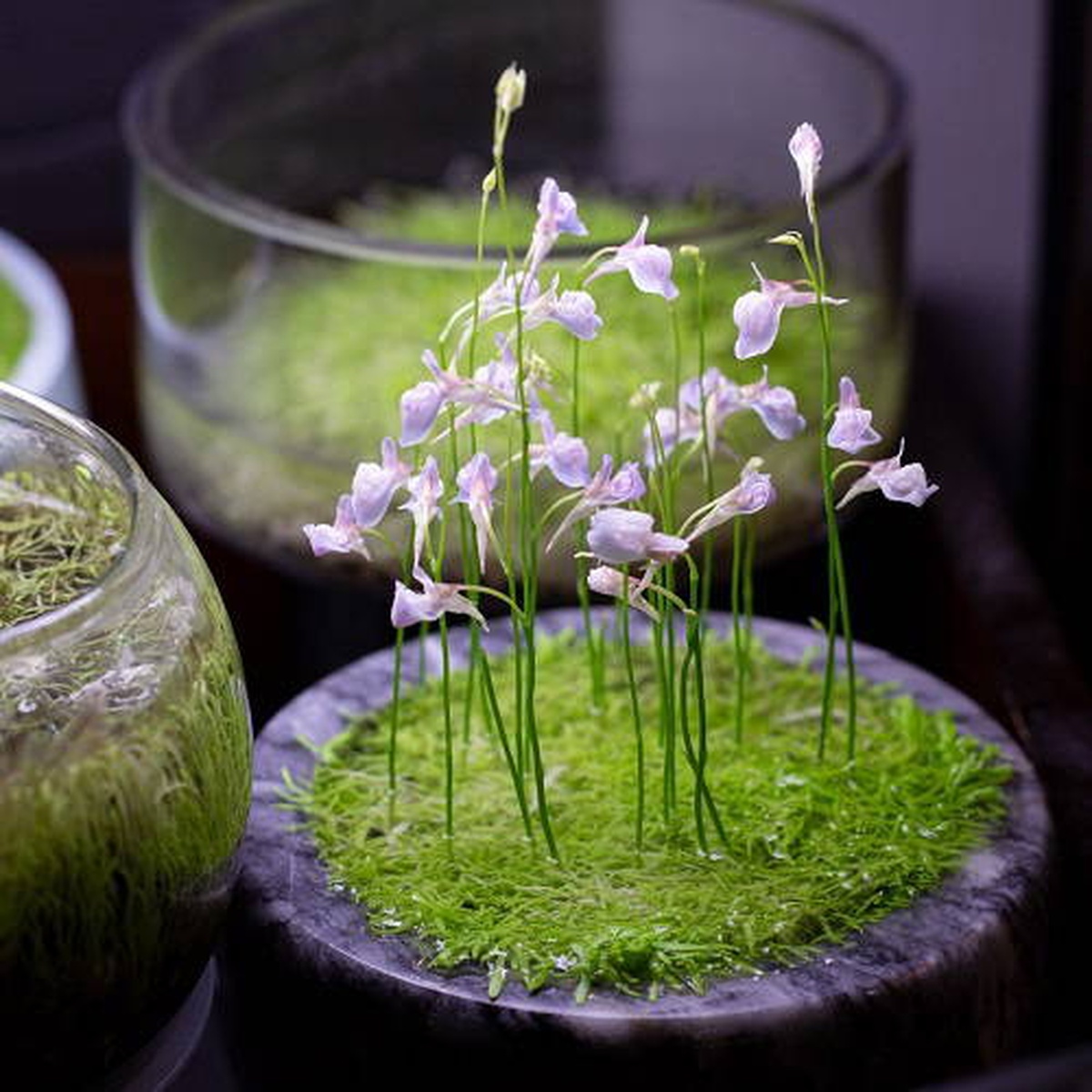 10 Stunning Floating Flowers That Float in Water Beautifully