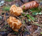 10 Fascinating Mushrooms That Look Like a Brain To Explore