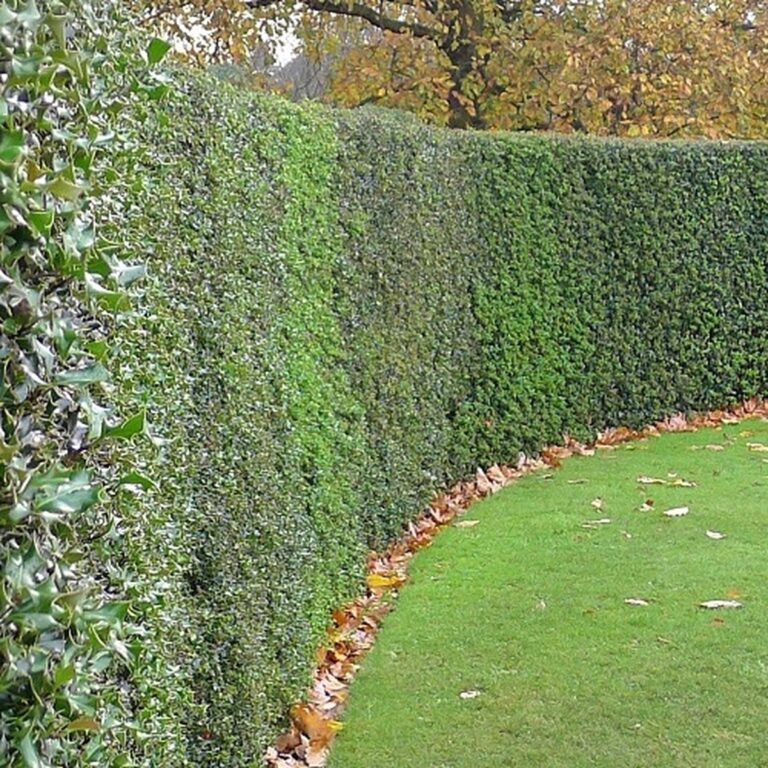 40 Brilliant Low Maintenance Hedge Plants for Effortless Gardens