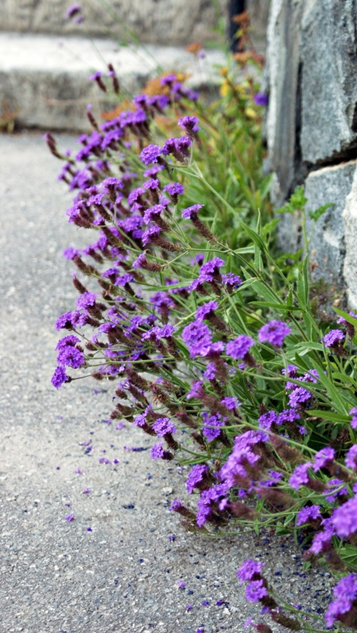 13 Vibrant Tropical Evergreen Shrubs for Your Garden Oasis