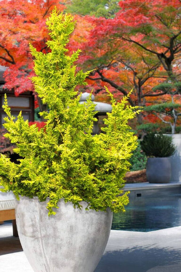 19 Stunning Trees with Yellow Foliage That Brighten Fall
