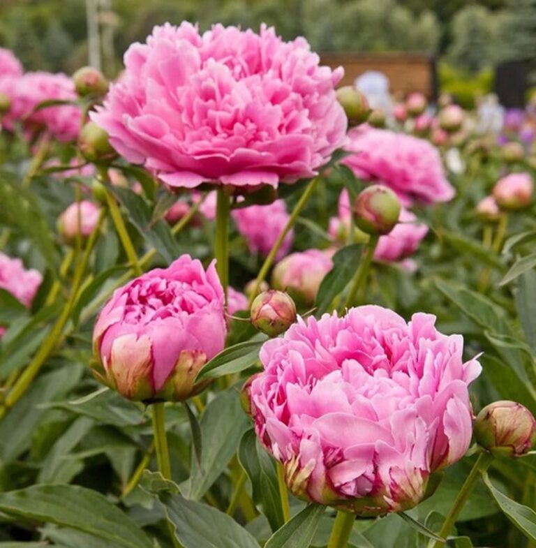 55 Gorgeous Pink Peony Varieties That Bloom Beautifully