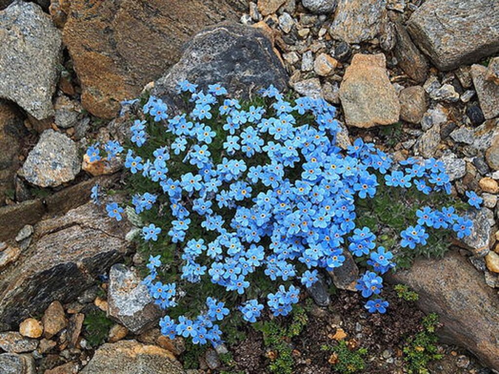 16 Beautiful German Flowers to Brighten Your Garden