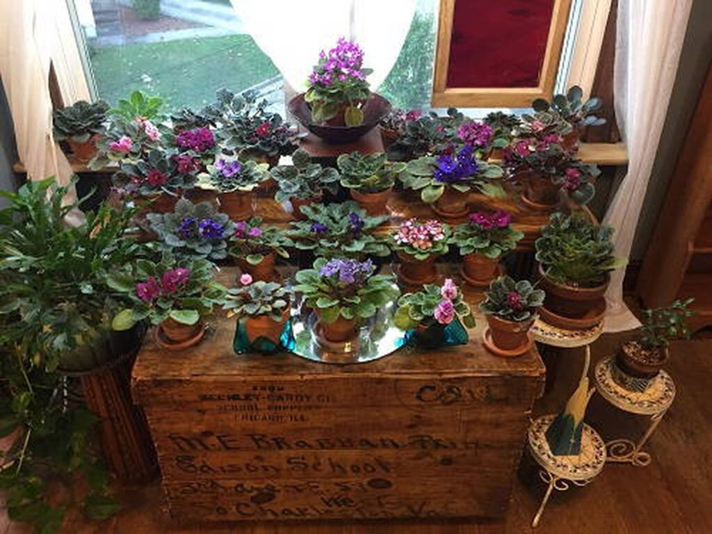 29 Charming African Violets Display Ideas for Your Home
