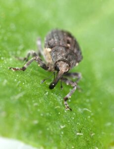 17 Fascinating Tiny Black Bugs That Look Like Poppy Seeds