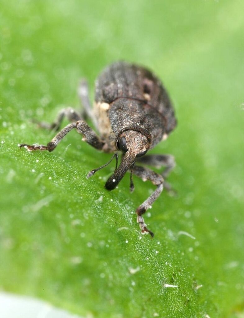 17 Fascinating Tiny Black Bugs That Look Like Poppy Seeds