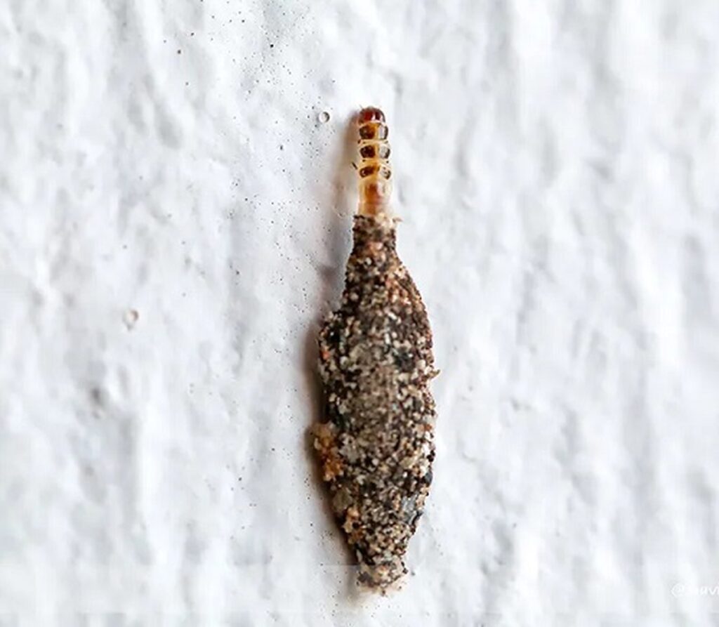 17 Tiny White Bugs That Look Like Lint: Spot Them Now!