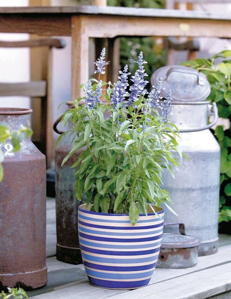 36 Stunning Blue Flowers That Thrive Beautifully in Containers
