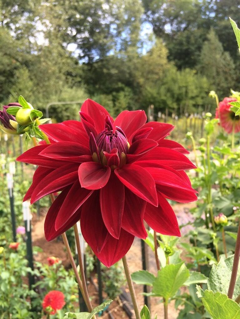 27 Stunning Red Dahlia Varieties That Will Brighten Any Garden