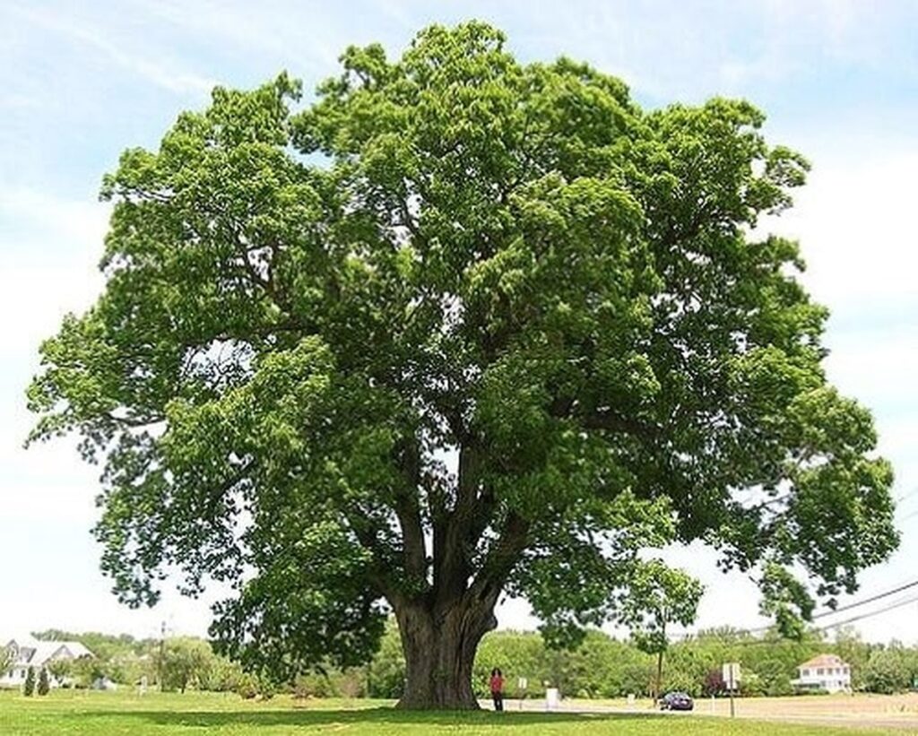 50 Stunning Types of Oak Trees for Your Dream Landscape