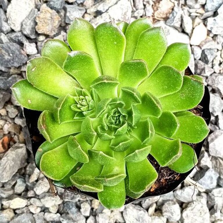 32 Amazing Types of Hens and Chicks Varieties to Discover