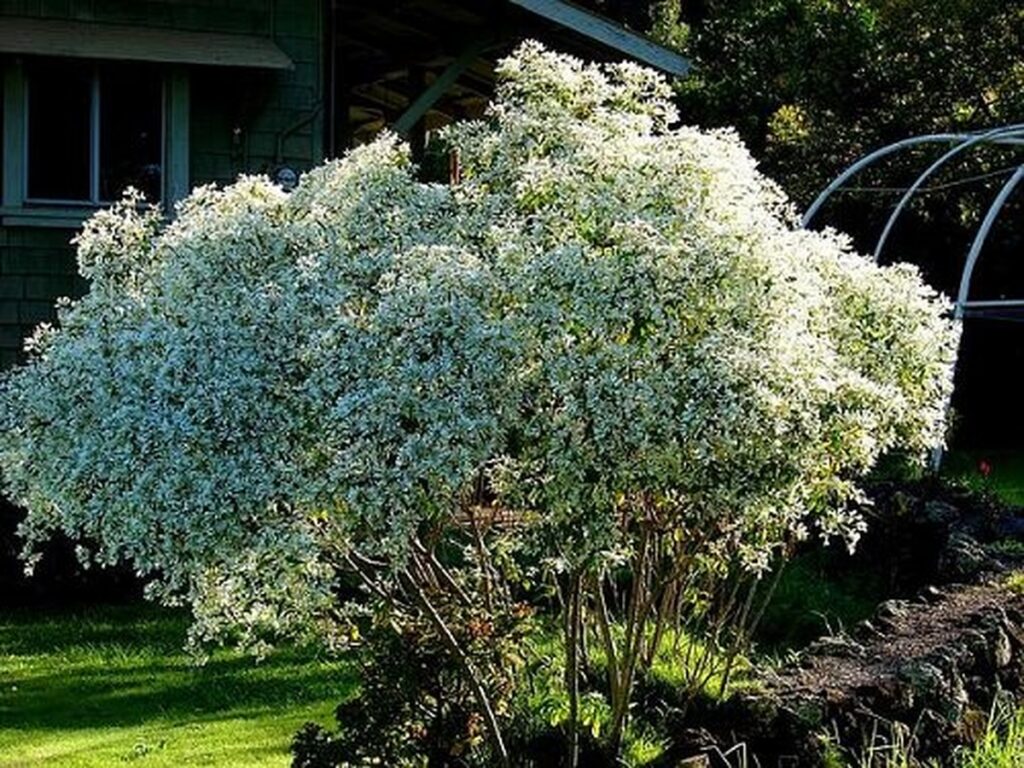 28 Stunning Euphorbia Varieties That Brighten Any Garden