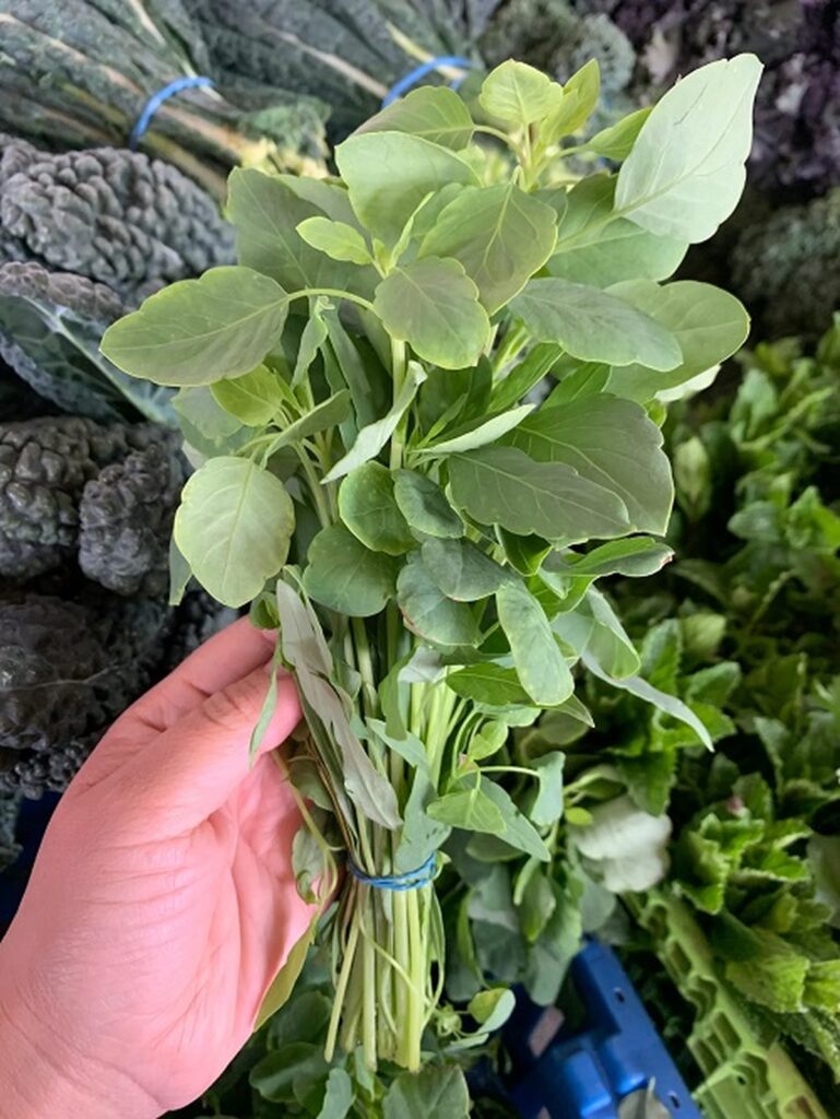 23 Delicious Types of Cilantro and Coriander to Try Today