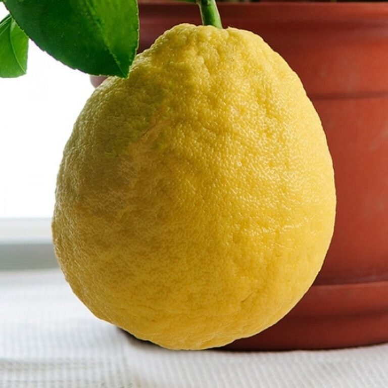 22 Different Types of Lemons (with Pictures)