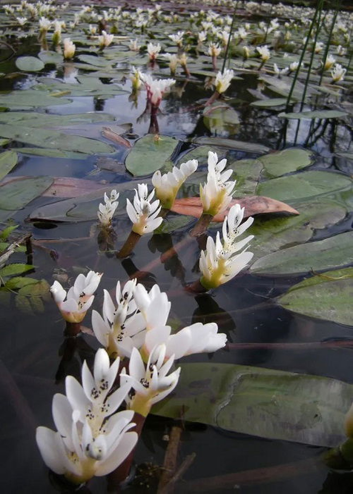 10 Stunning Floating Flowers That Float in Water Beautifully