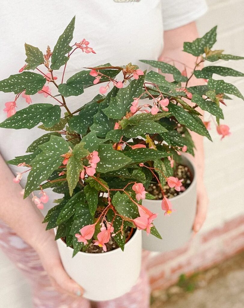 24 Stunning Pink Begonia Varieties to Explore