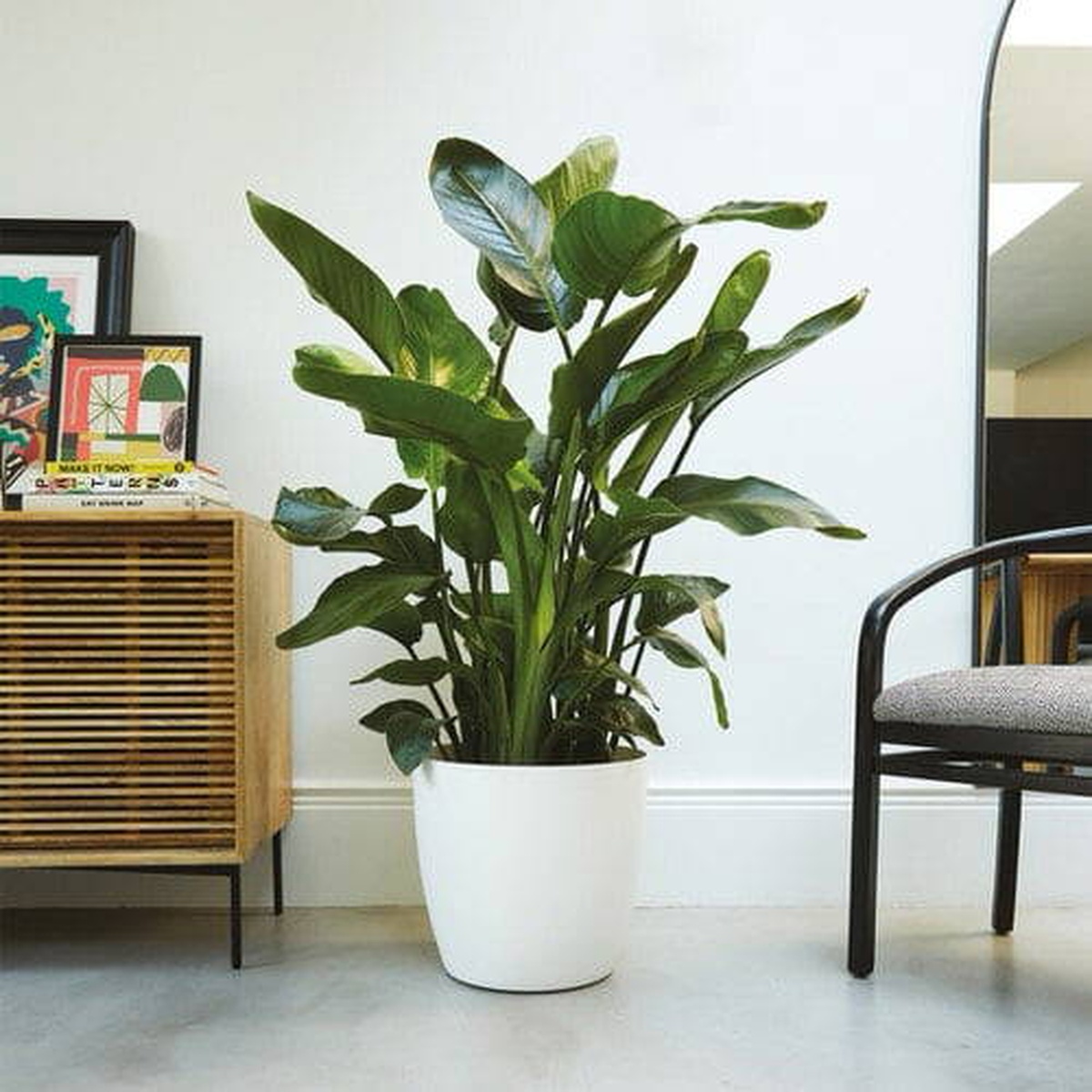 12 Stunning African Houseplants That Transform Any Space