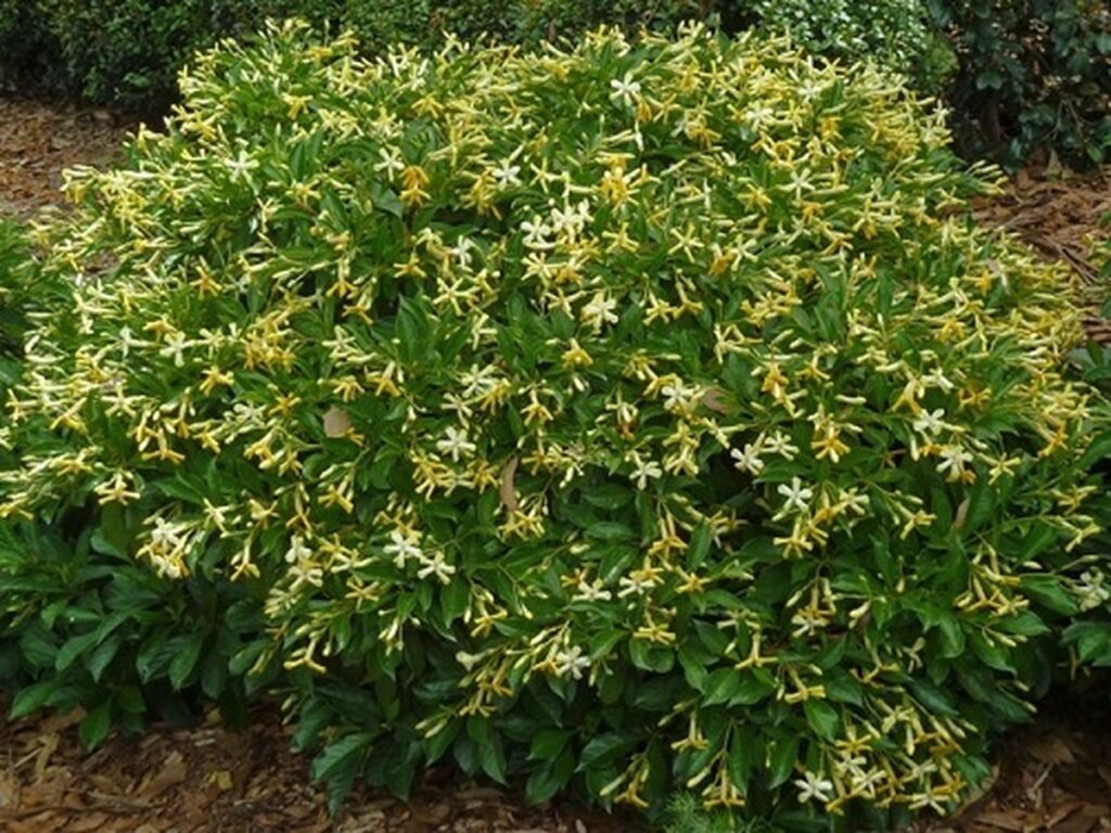 50 Stunning Yellow Perennial Flowers to Brighten Your Garden