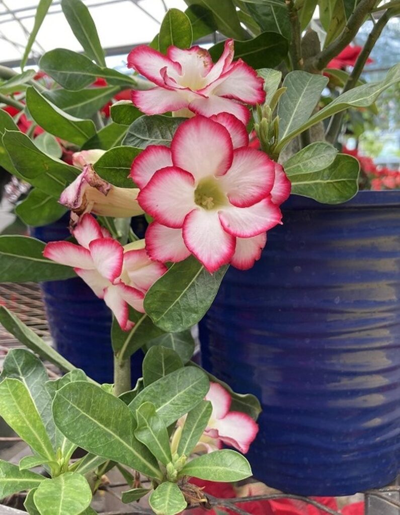 35 Different Types of Desert Rose Varieties to Fall in Love With