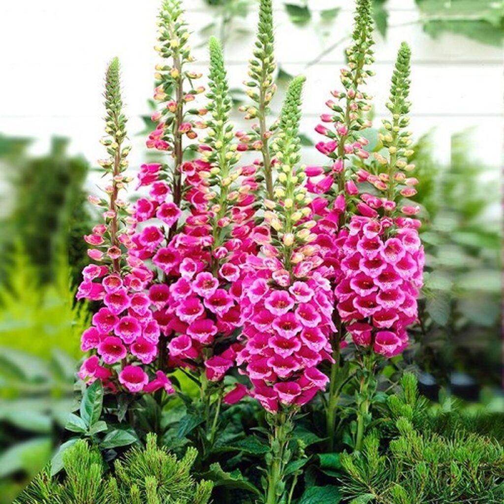 21 Beautiful Flowers Similar to Tulips That Bloom with Charm