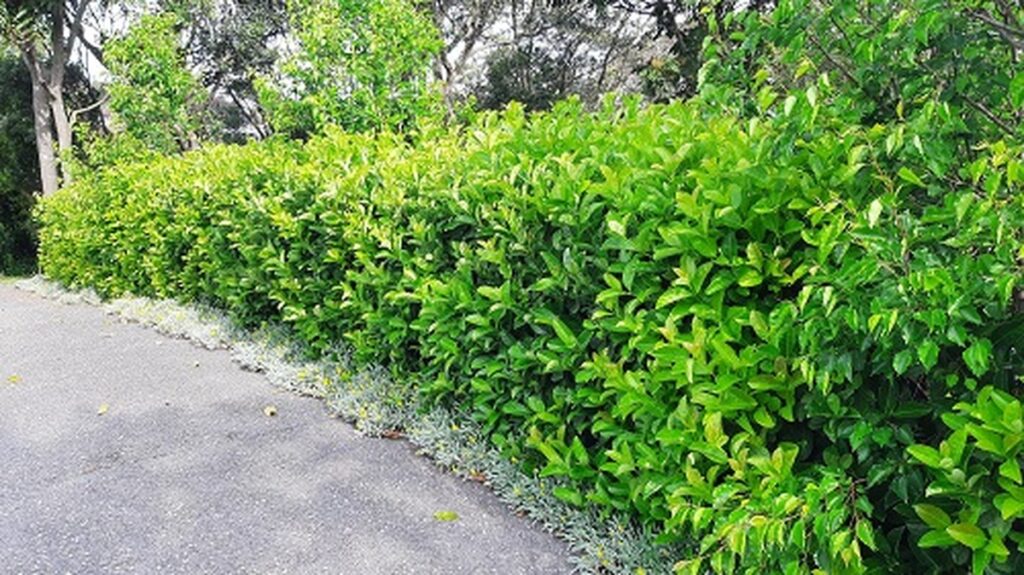 40 Brilliant Low Maintenance Hedge Plants for Effortless Gardens