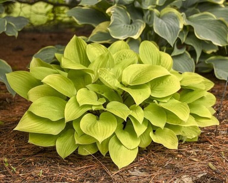 59 Stunning Types of Hostas: Discover These Beautiful Varieties