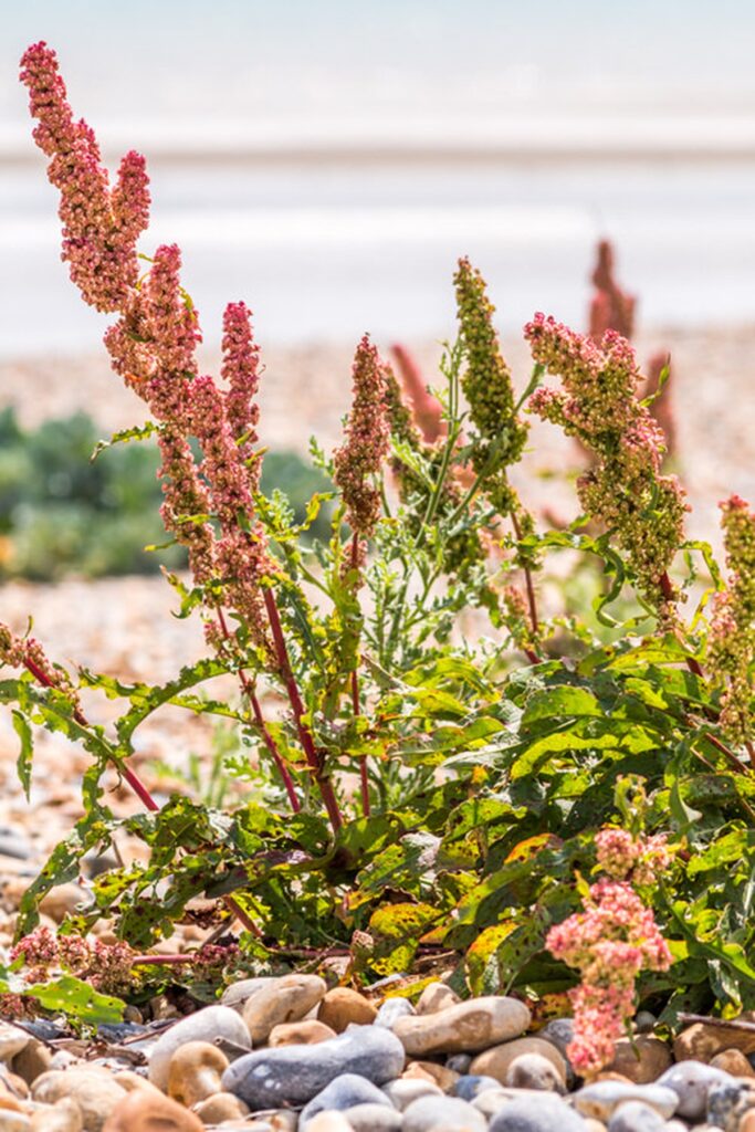 20 Exotic Weeds With Red Vines and Stems to Discover