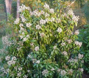 47 Beautiful Native Florida Flowers That Brighten Any Garden
