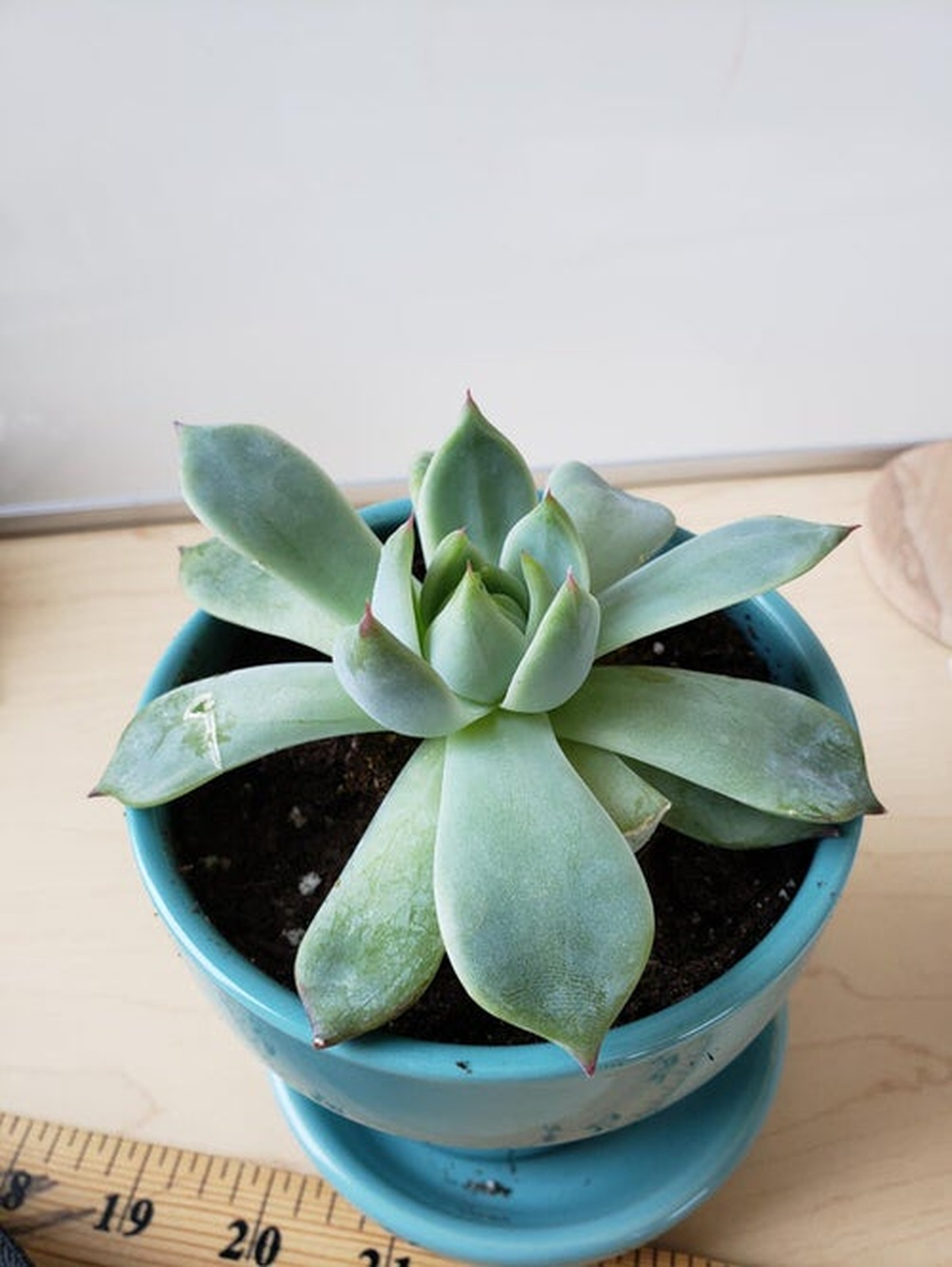 16 Effective Solutions for Common Succulent Problems