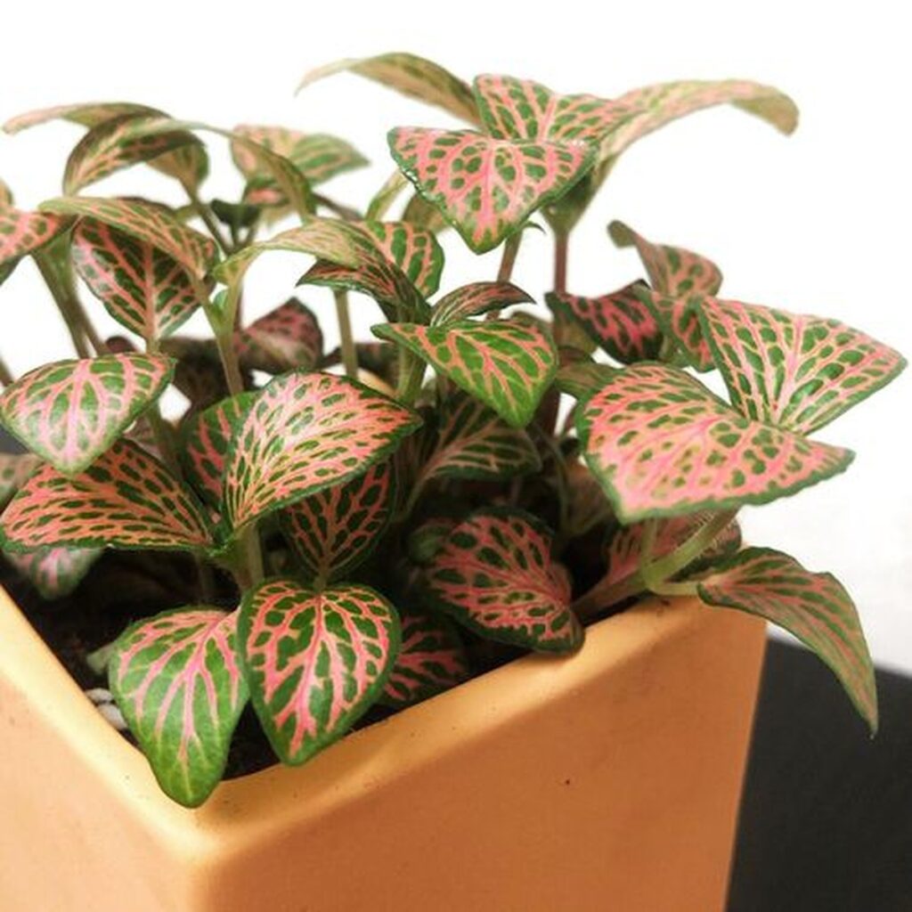 24 Stunning Fittonias to Brighten Your Home - Nerve Plant Varieties