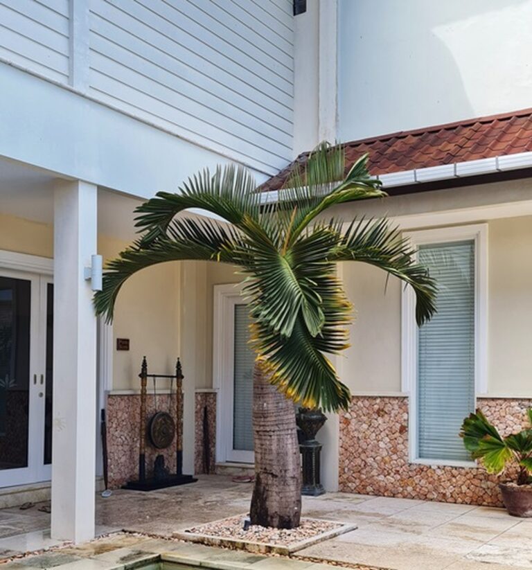 16 Amazing Small Palm Trees That Thrive in Tiny Spaces
