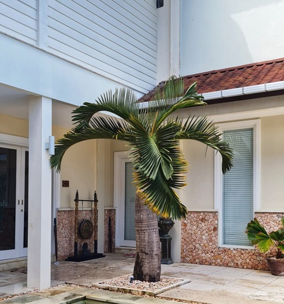 16 Amazing Small Palm Trees That Thrive in Tiny Spaces