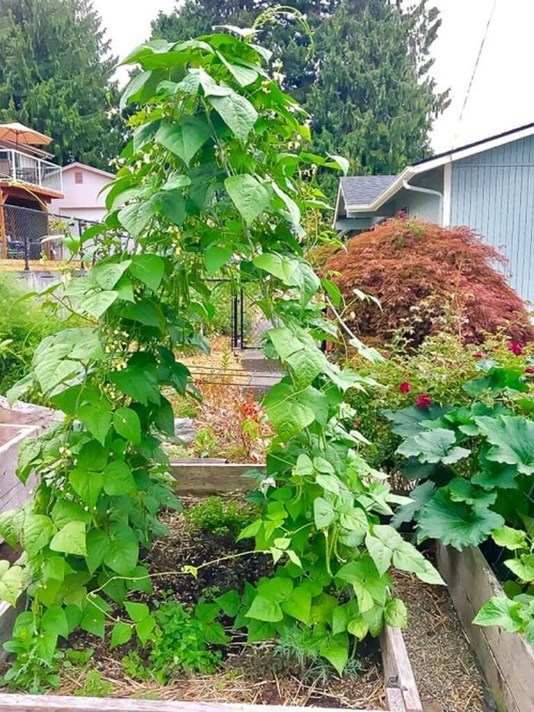 26 Simple and Creative DIY Bean Trellis Ideas for Your Garden