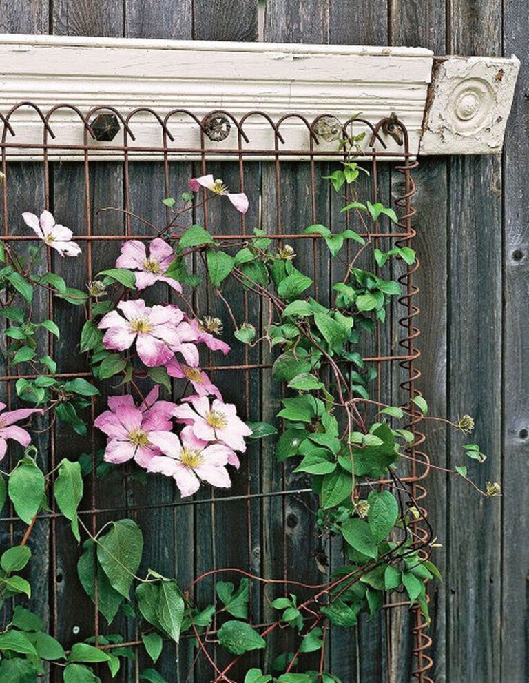 40 Charming Ways to Display Vines Both Indoors and Outdoors