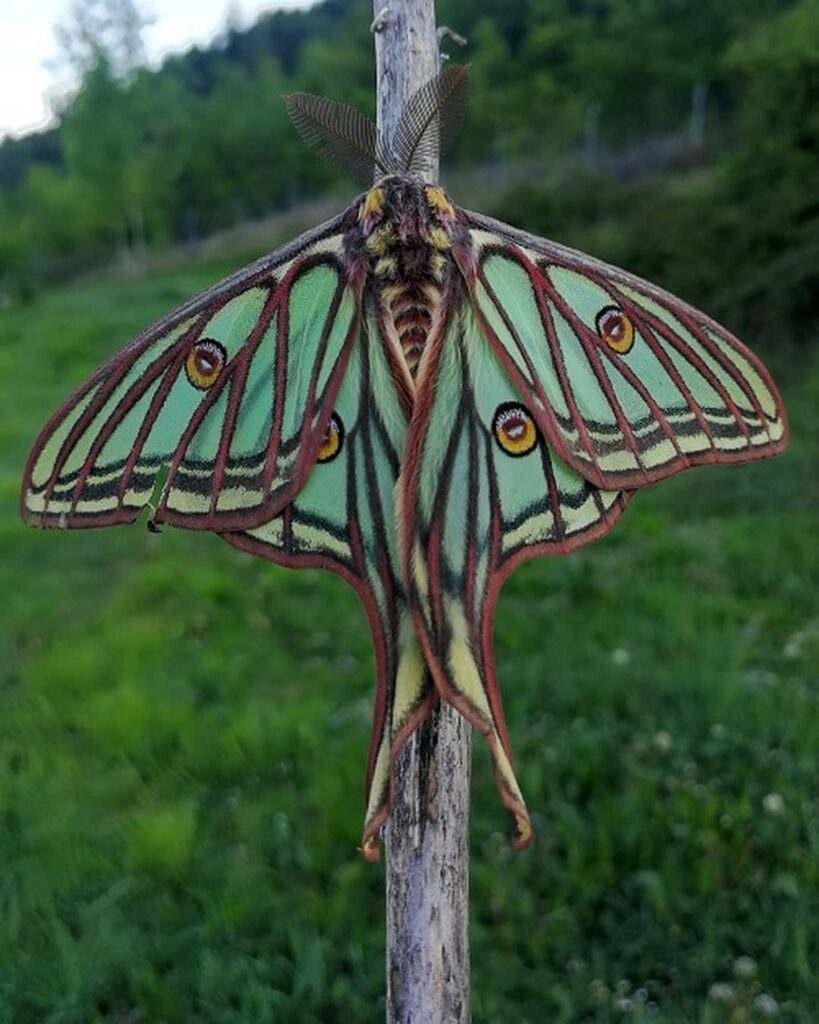28 Adorable Moths That Are As Beautiful As Butterflies