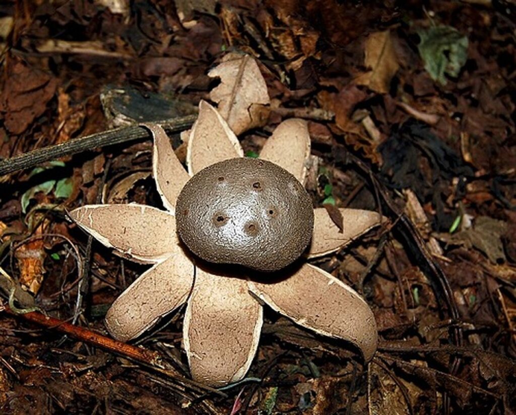 23 Stunning Mushrooms that Look Like Flowers to Discover Today