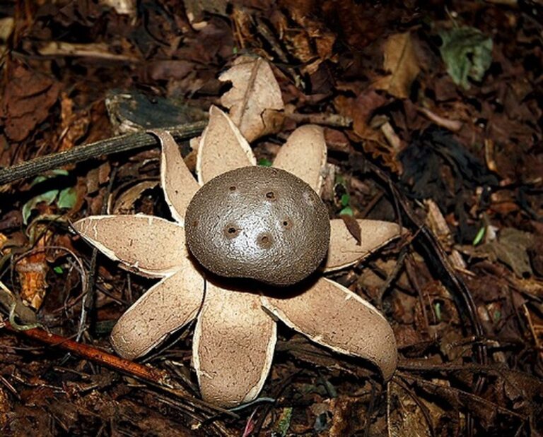 23 Stunning Mushrooms that Look Like Flowers to Discover Today