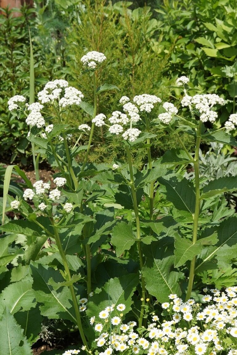 15 Gorgeous Chicago Native Plants for Your Enchanting Garden