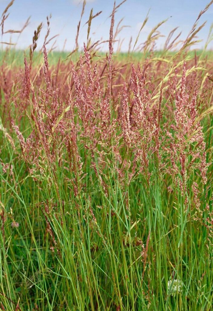 23 Stunning California Native Shade Plants for Your Garden
