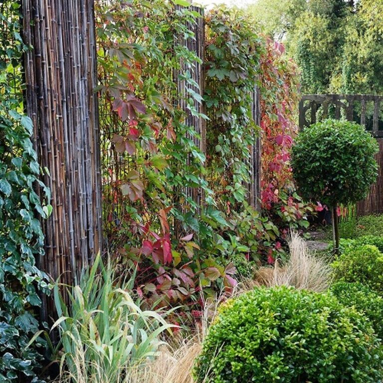10 Amazing Clinging Vines That Climb on Anything Naturally