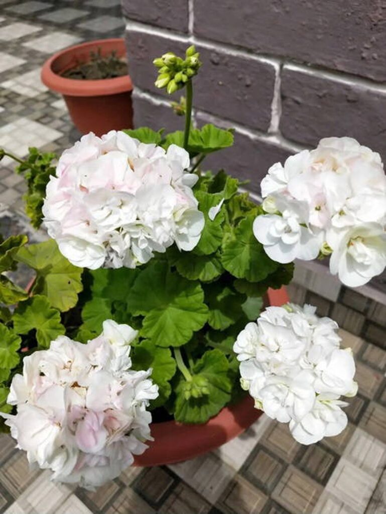 21 Lovely White Geranium Types to Brighten Your Garden