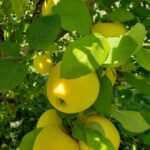 27 Delicious Yellow Apple Varieties Perfect For Your Garden