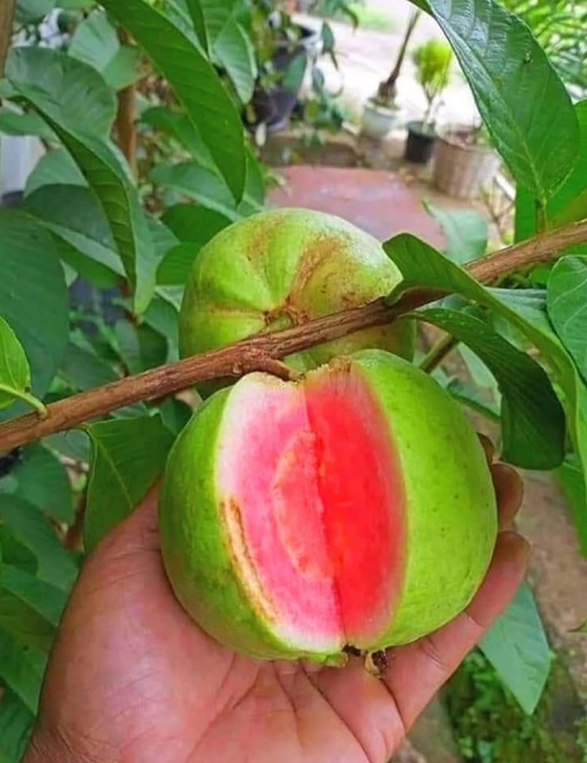 9 Delicious Red and Pink Guava Varieties to Try Today