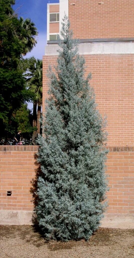 28 Stunning Tall Skinny Trees for Your Perfect Garden Oasis