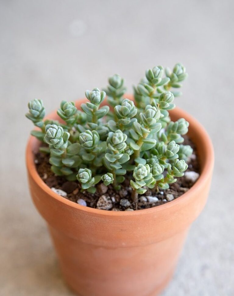 25 Adorable Tiny Mini Succulents for Your Charming Garden