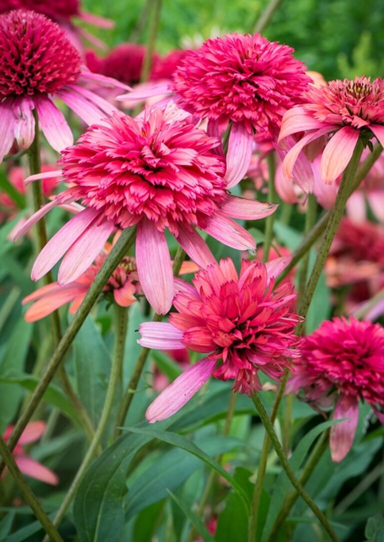 42 Types of Coneflower Varieties to Brighten Your Garden